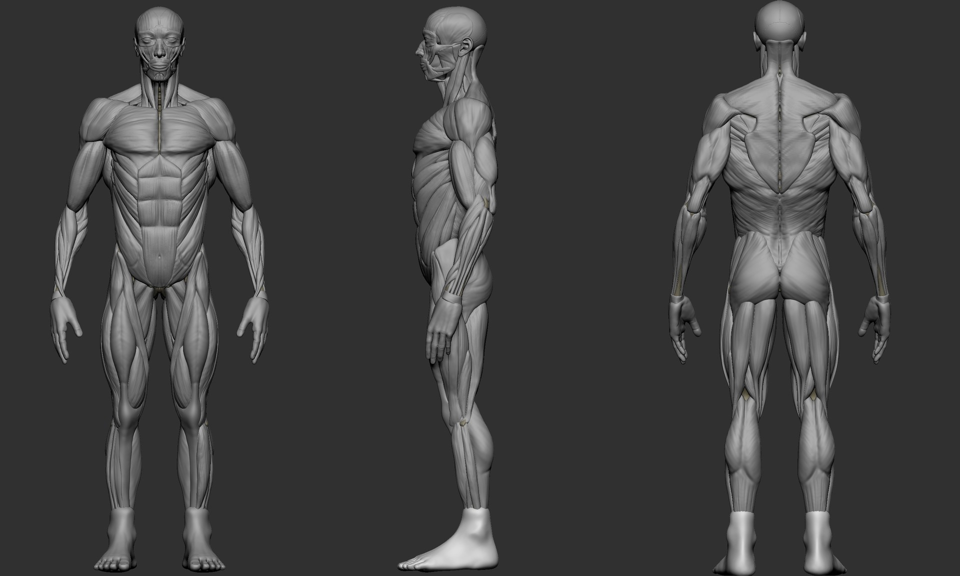 ArtStation - Écorché