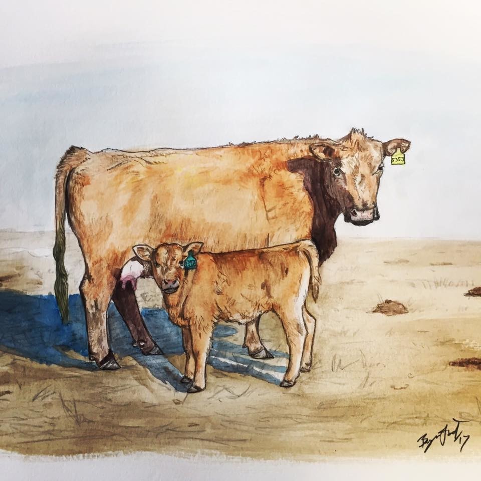 Cow And Calf Drawing