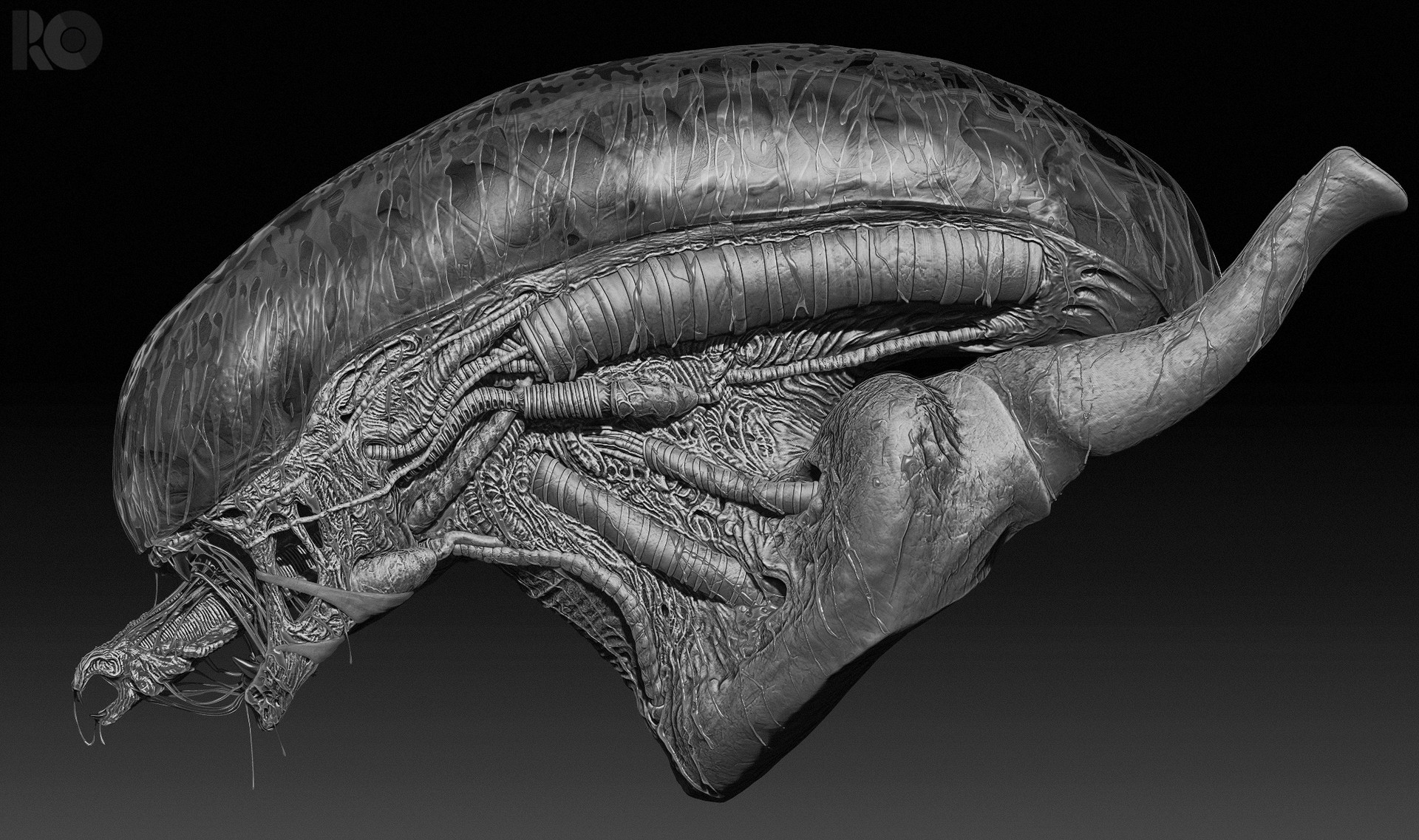xenomorph head front view