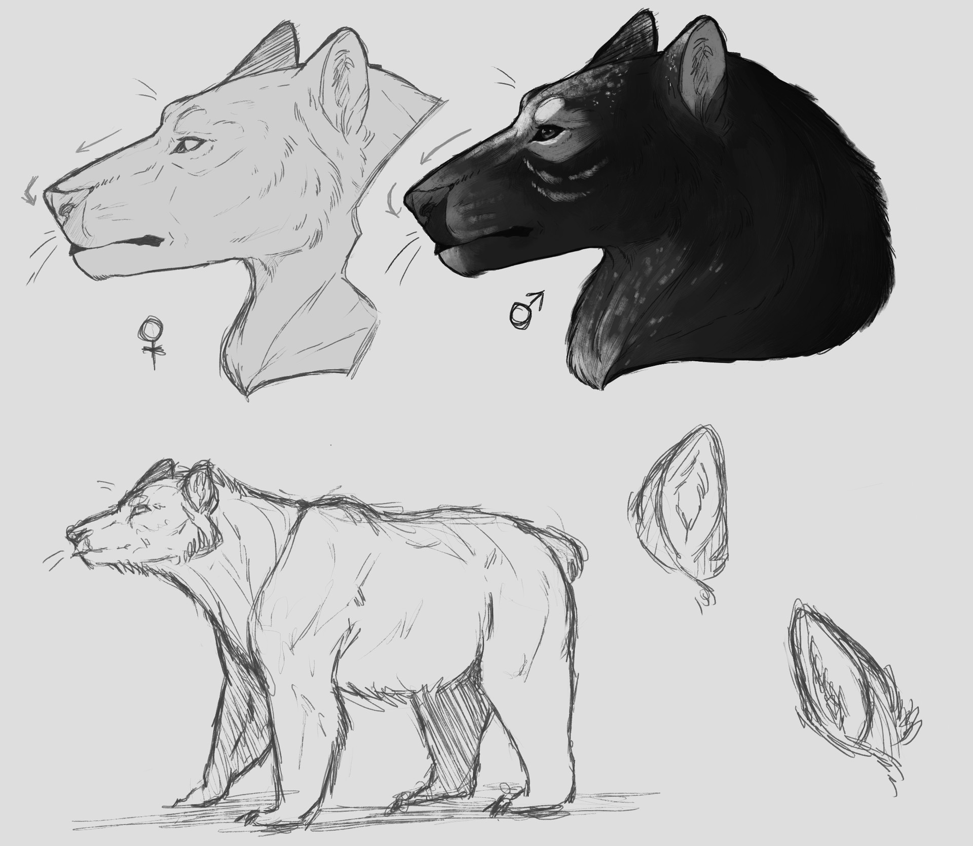 ArtStation - Bear beast