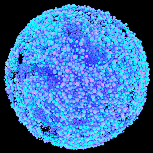 ArtStation - Bacteria - GIFs