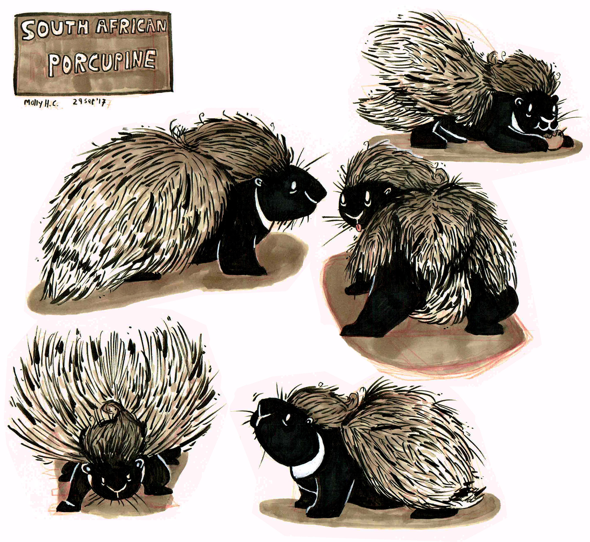 ArtStation - South African Porcupine Character Concepts