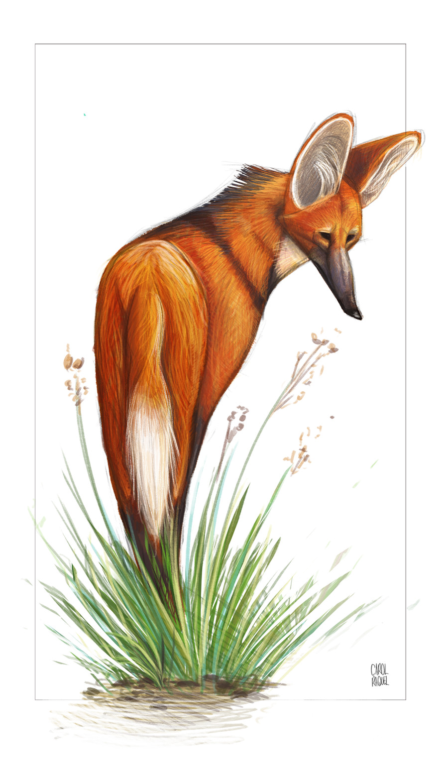ArtStation - Maned Wolf