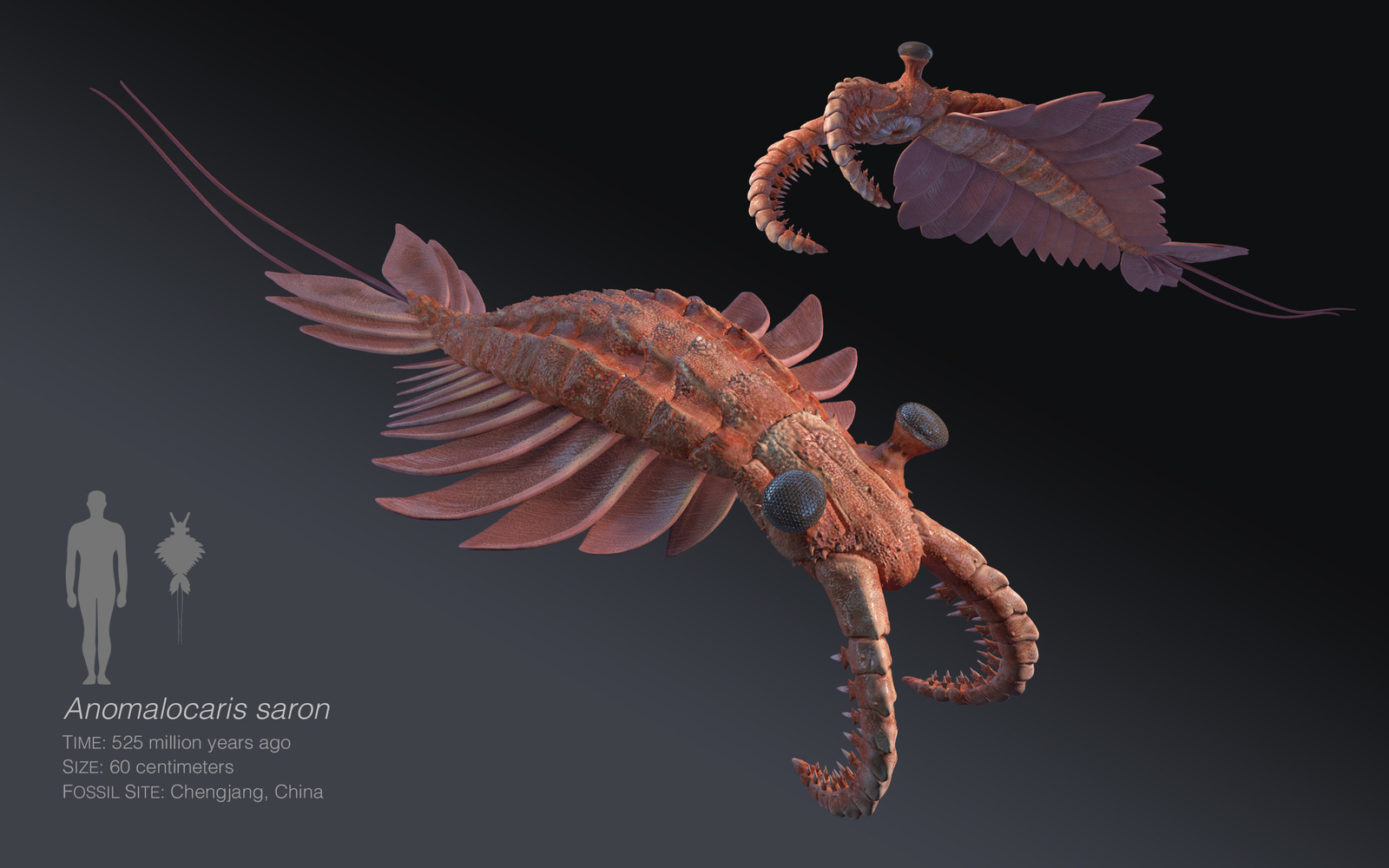 Rainer H - Anomalocaris