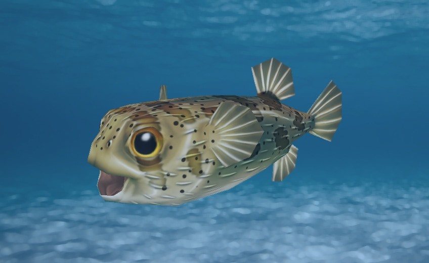 Cordelia Wolf's Art Portfolio - Long-Spine Porcupinefish