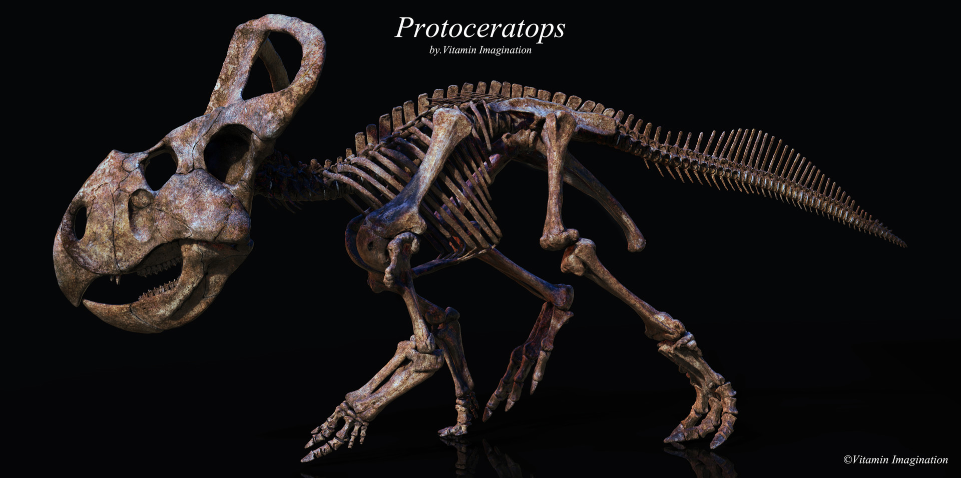 ArtStation - Protoceratops skeleton. by Vitamin Imagination