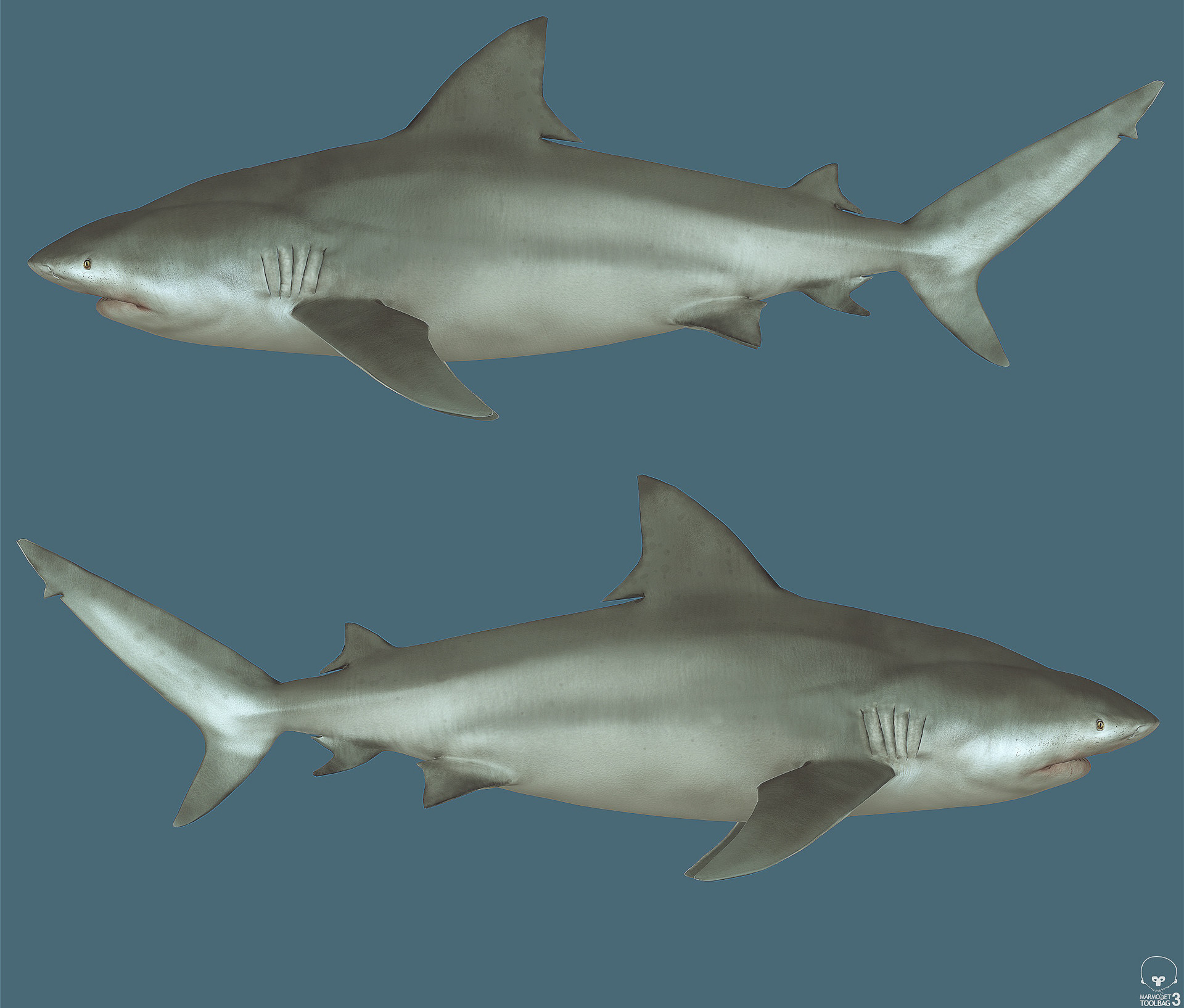 Nolan Jacobs - Bull Shark Diorama