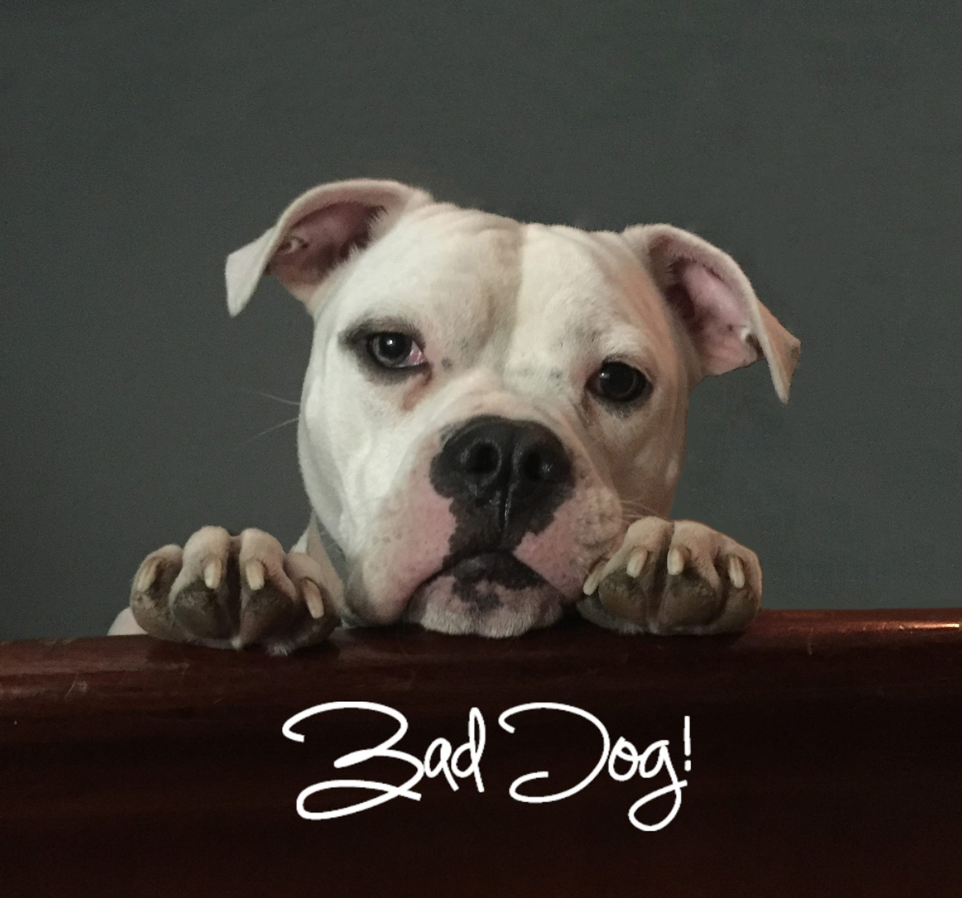 ArtStation - Bad Dog