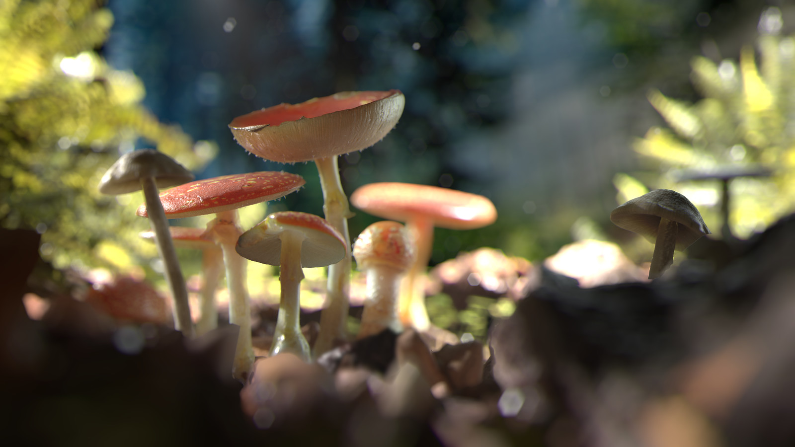 Arvid Schneider - Hike in the woods