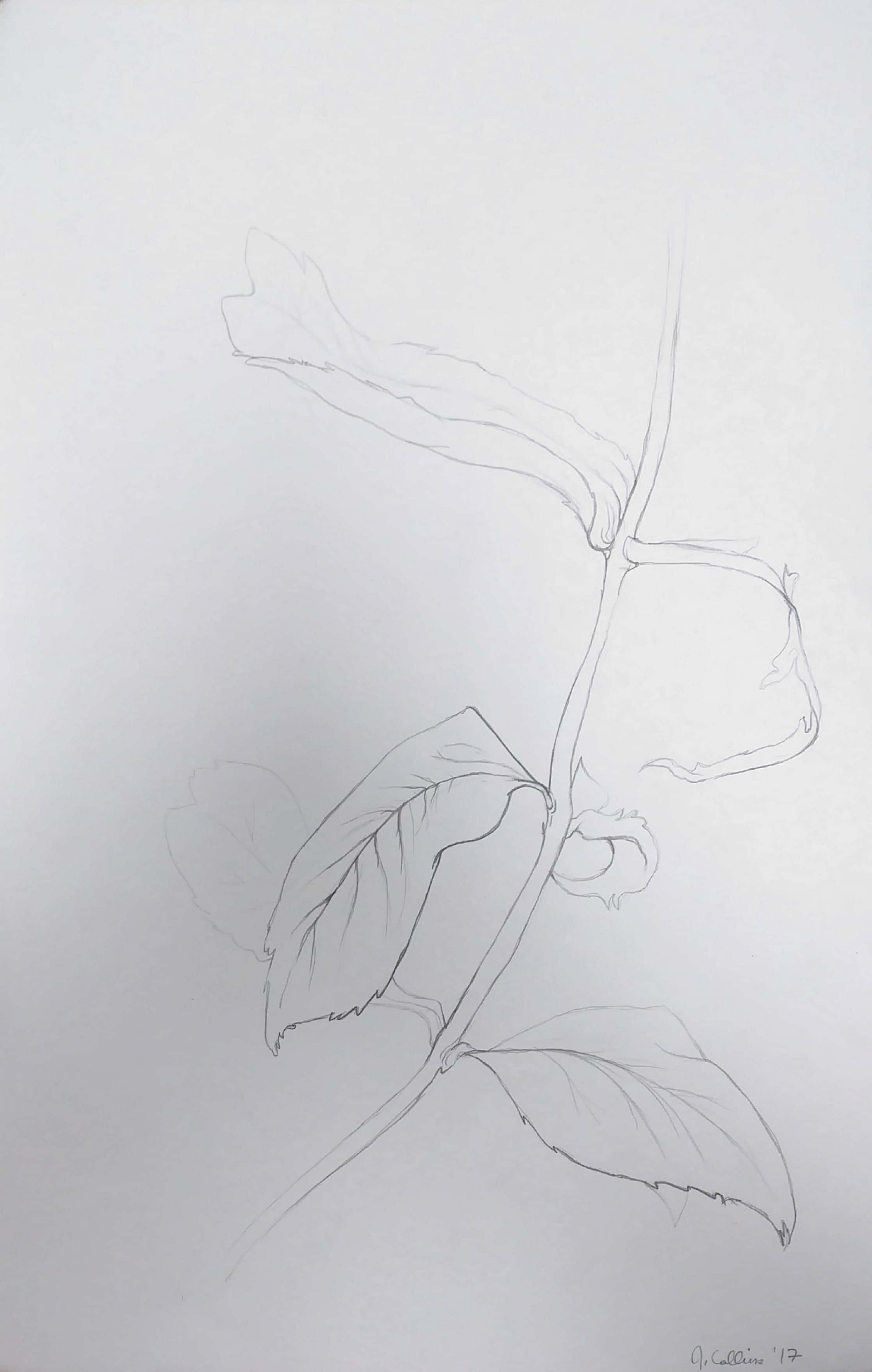 ArtStation - Contour drawing of a leaf cluster