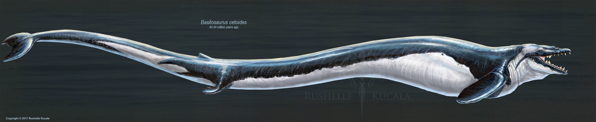 Basilosaurus Size Comparison
