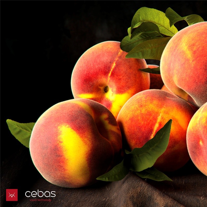 Cedar TW - Cebas.com--Pandelescu.com finalRender launch project concept art