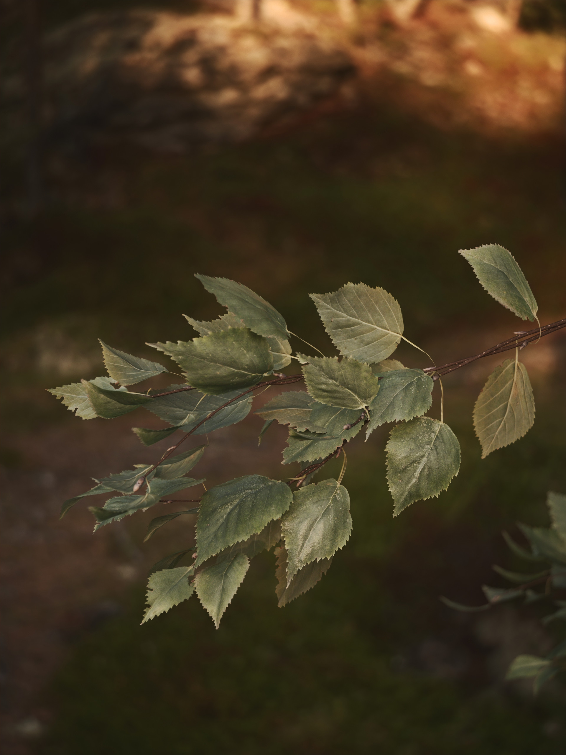 ArtStation - Plant Shader