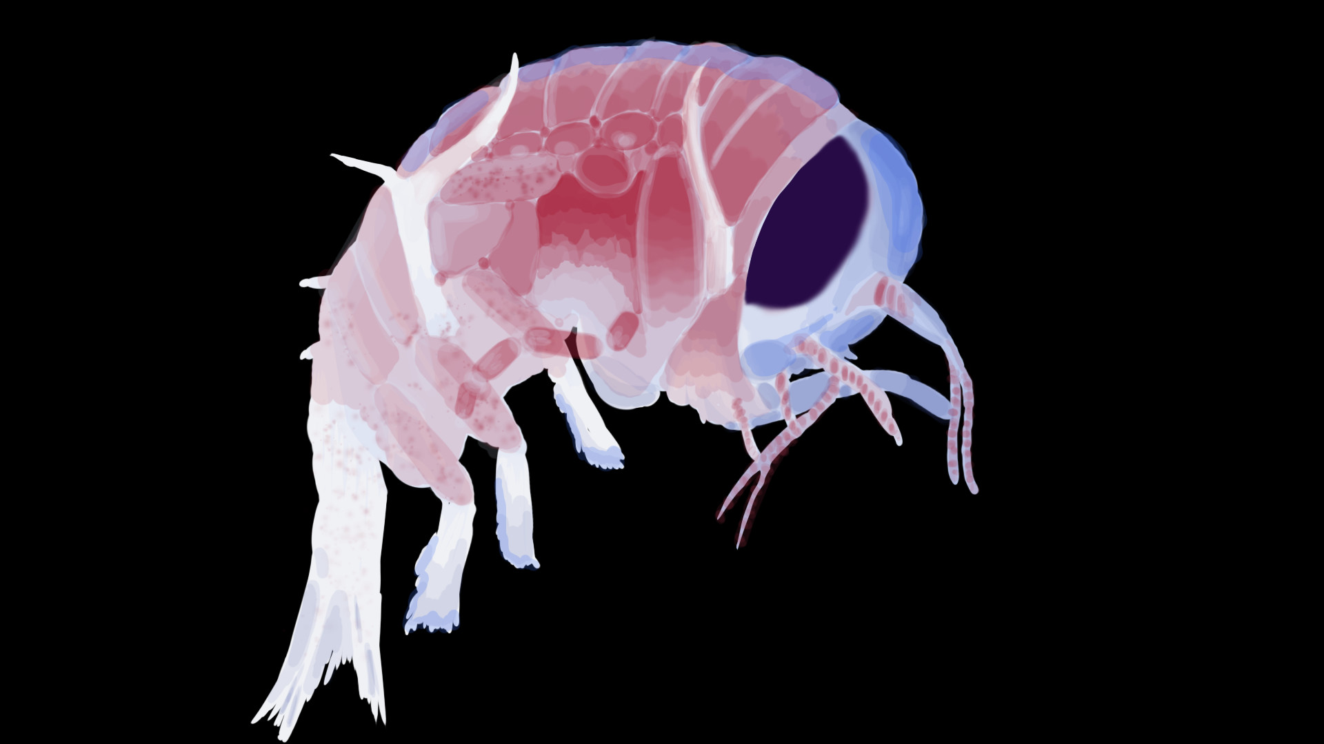 ArtStation - Seashrimp