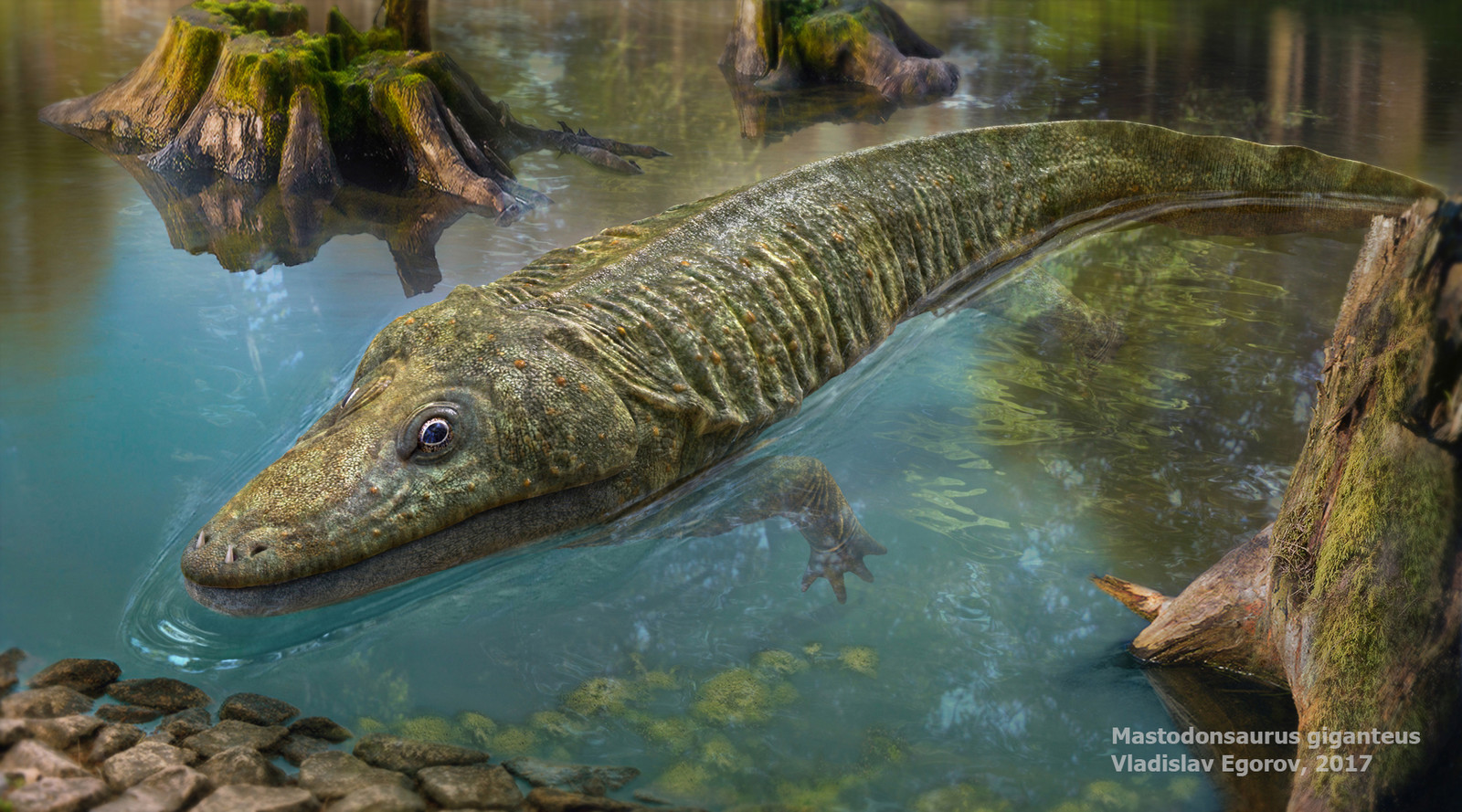 Vladislav Egorov - Mastodonsaurus giganteus