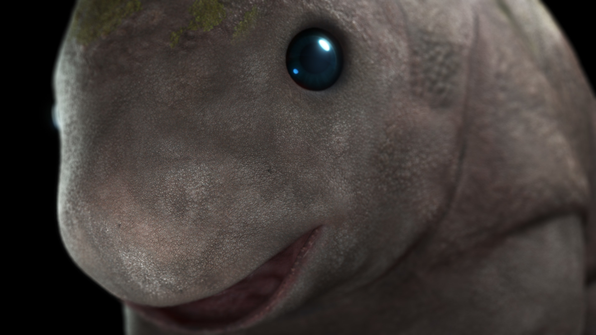 Samuel Enslin - Tardigrade