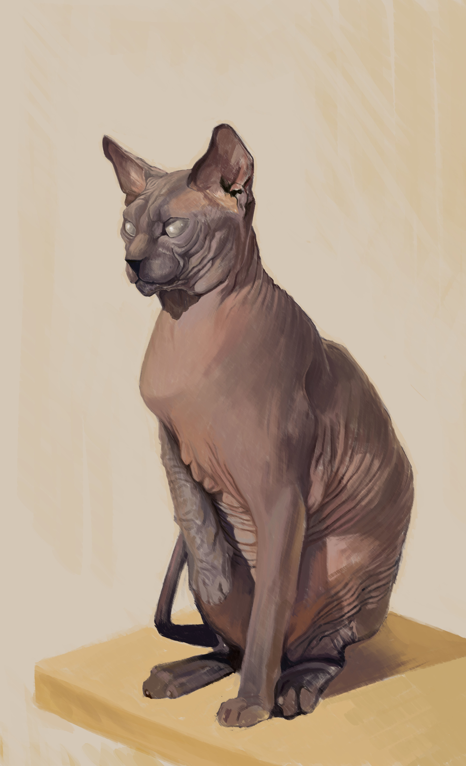 ArtStation - Cat study