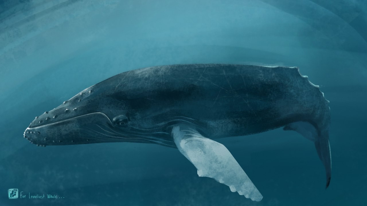 ArtStation - 52hz whale