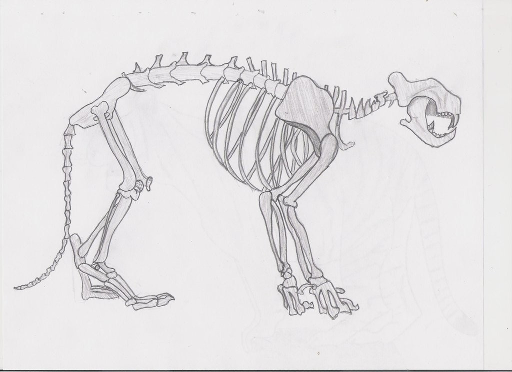 Tiger Skeleton