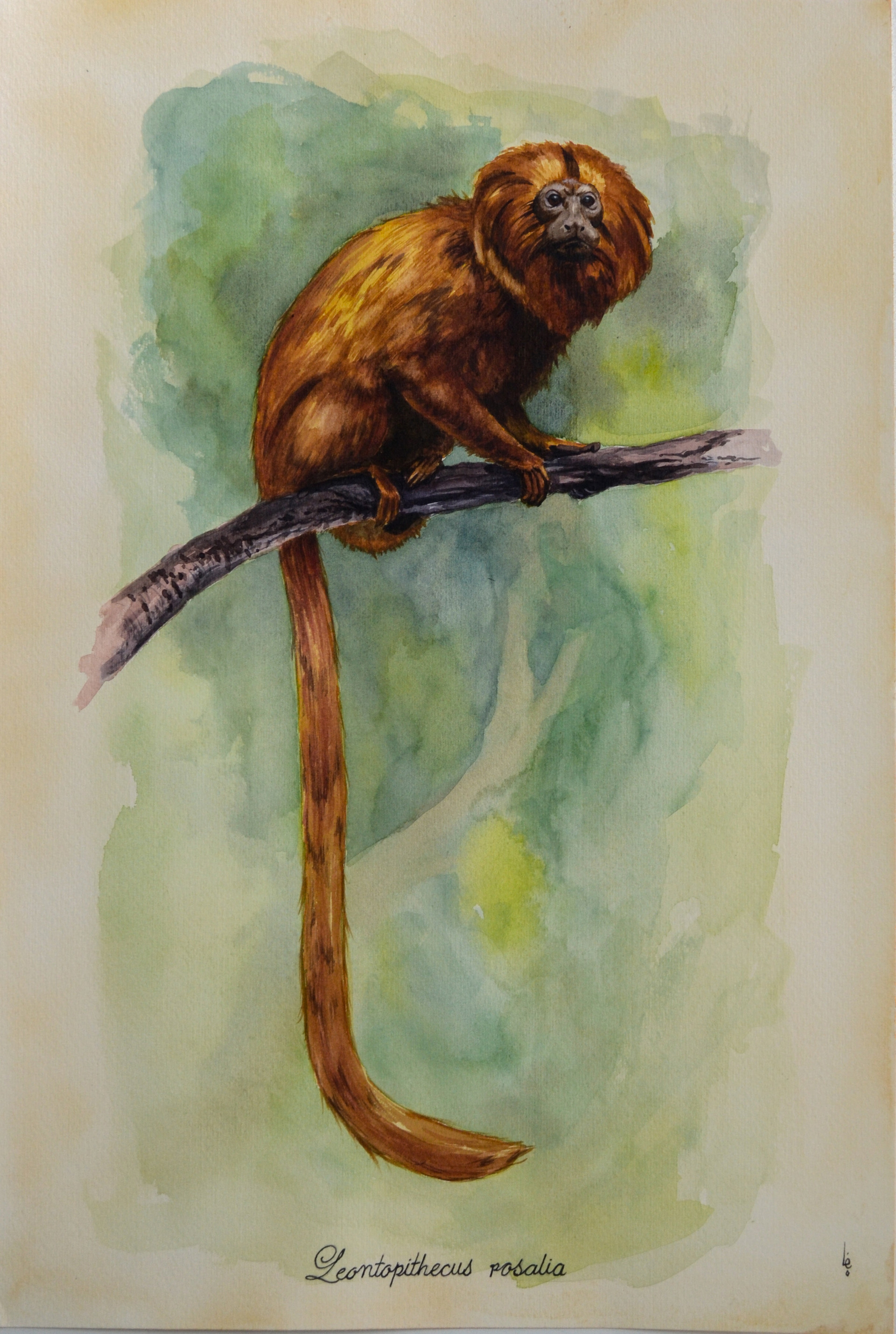 ArtStation - Leontopithecus rosalia