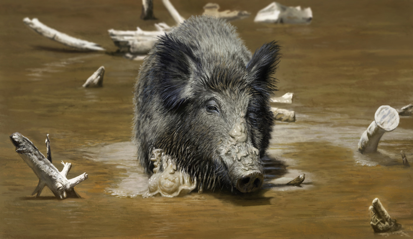 ArtStation - Wild Boar Photo Study