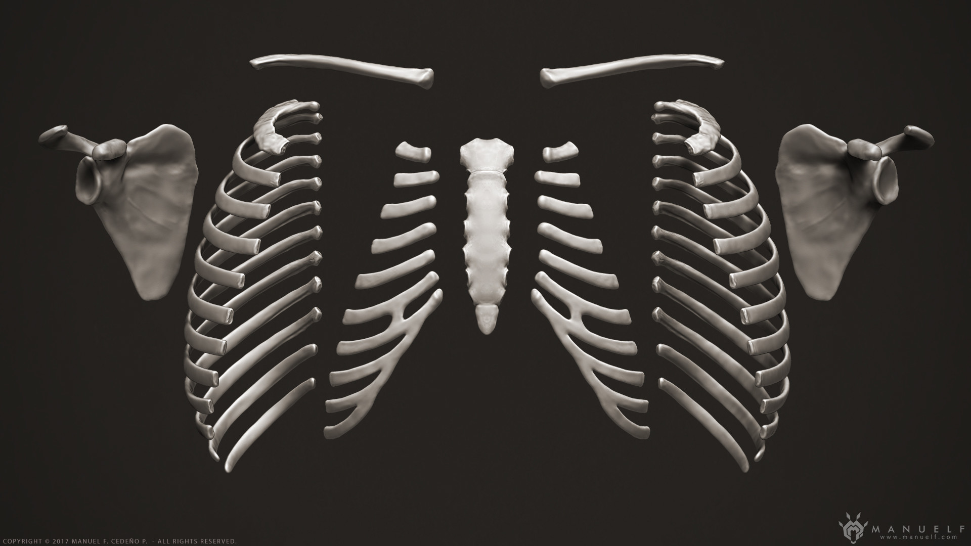 Manuel F. Cedeño - 3D Human Skeleton