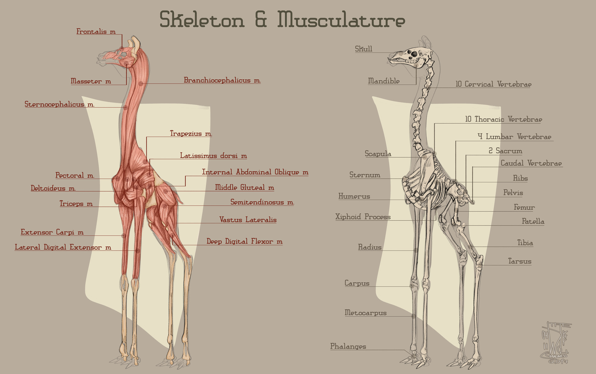giraffe skeleton labeled