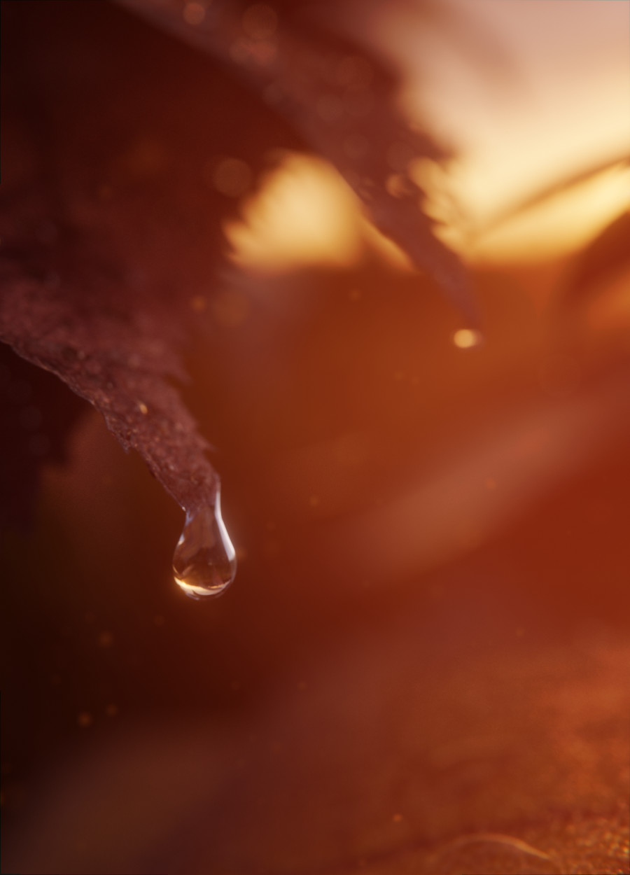 Diego Gangl - Evening Dew