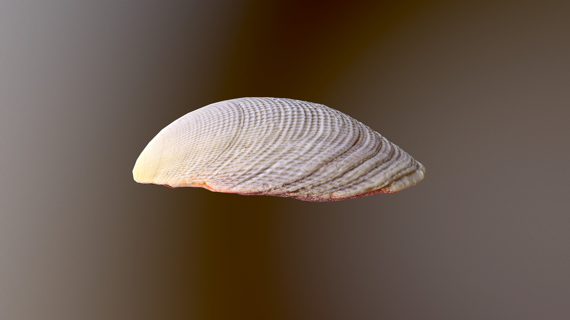 ArtStation - Shell. 3Dscan