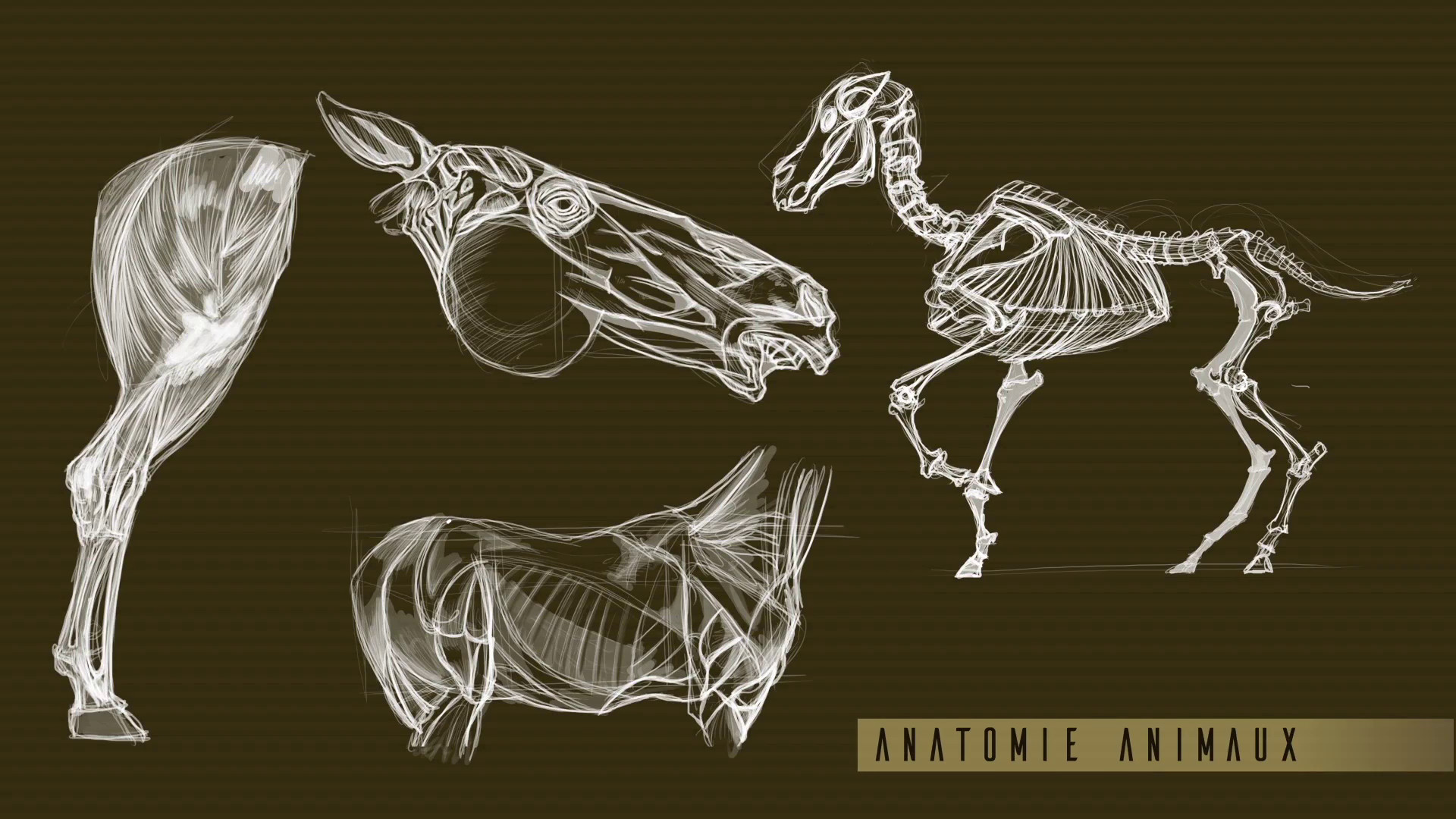 ArtStation - anatomy of animal