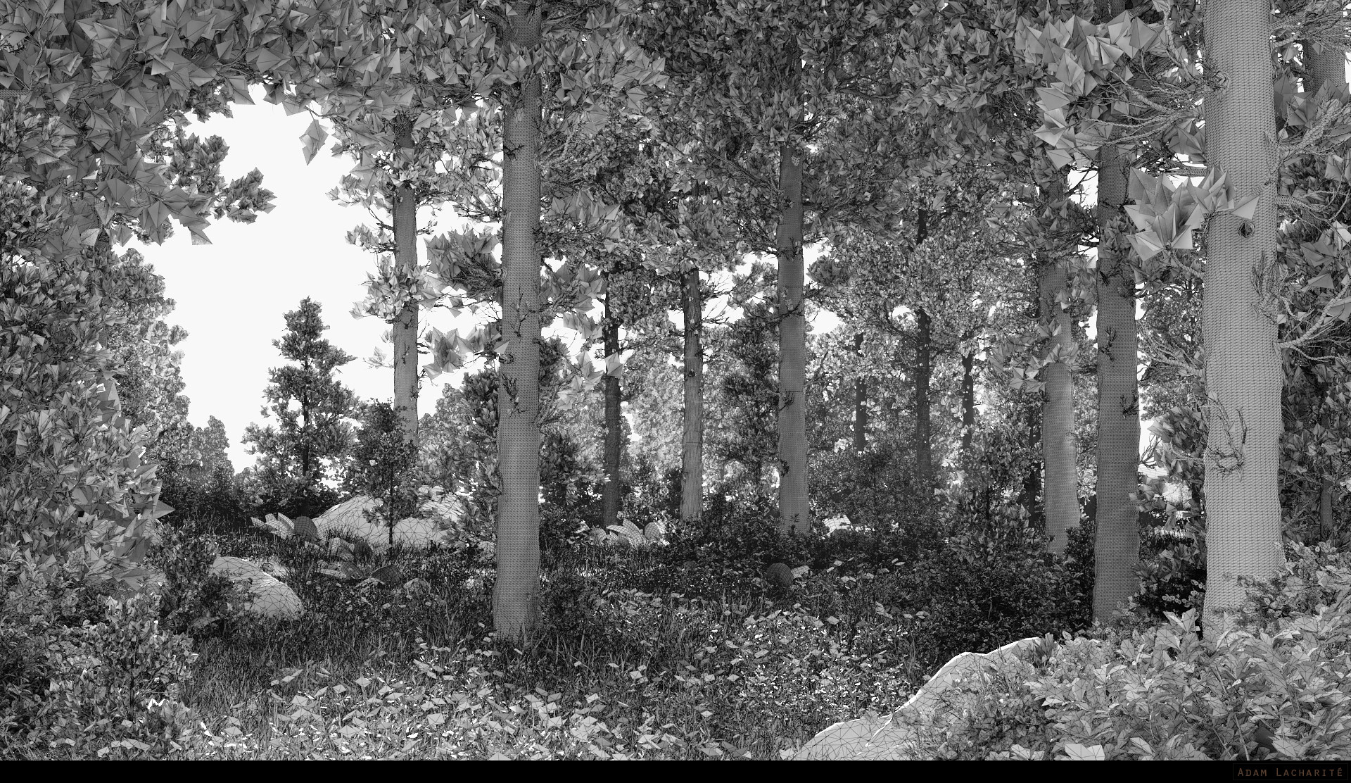 Adam Lacharité - Pine Forest