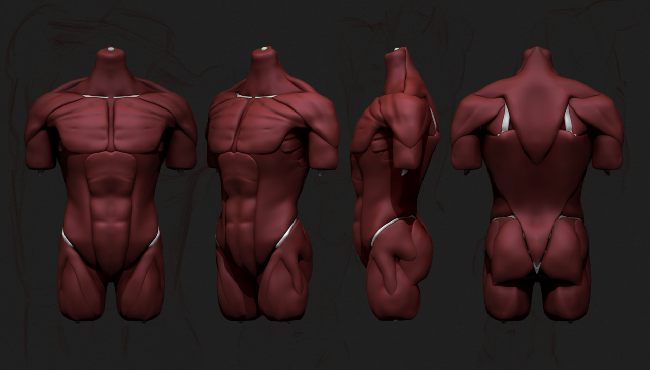 ArtStation - Torso studies
