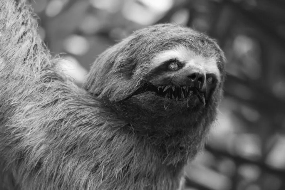 ArtStation - Sloth Mutilation