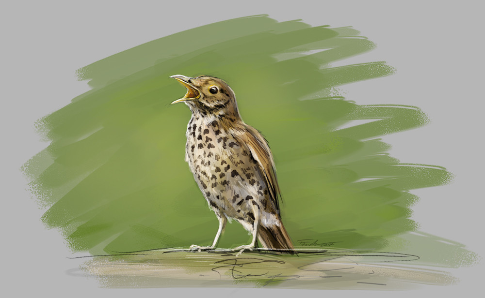 ArtStation - Song thrush study