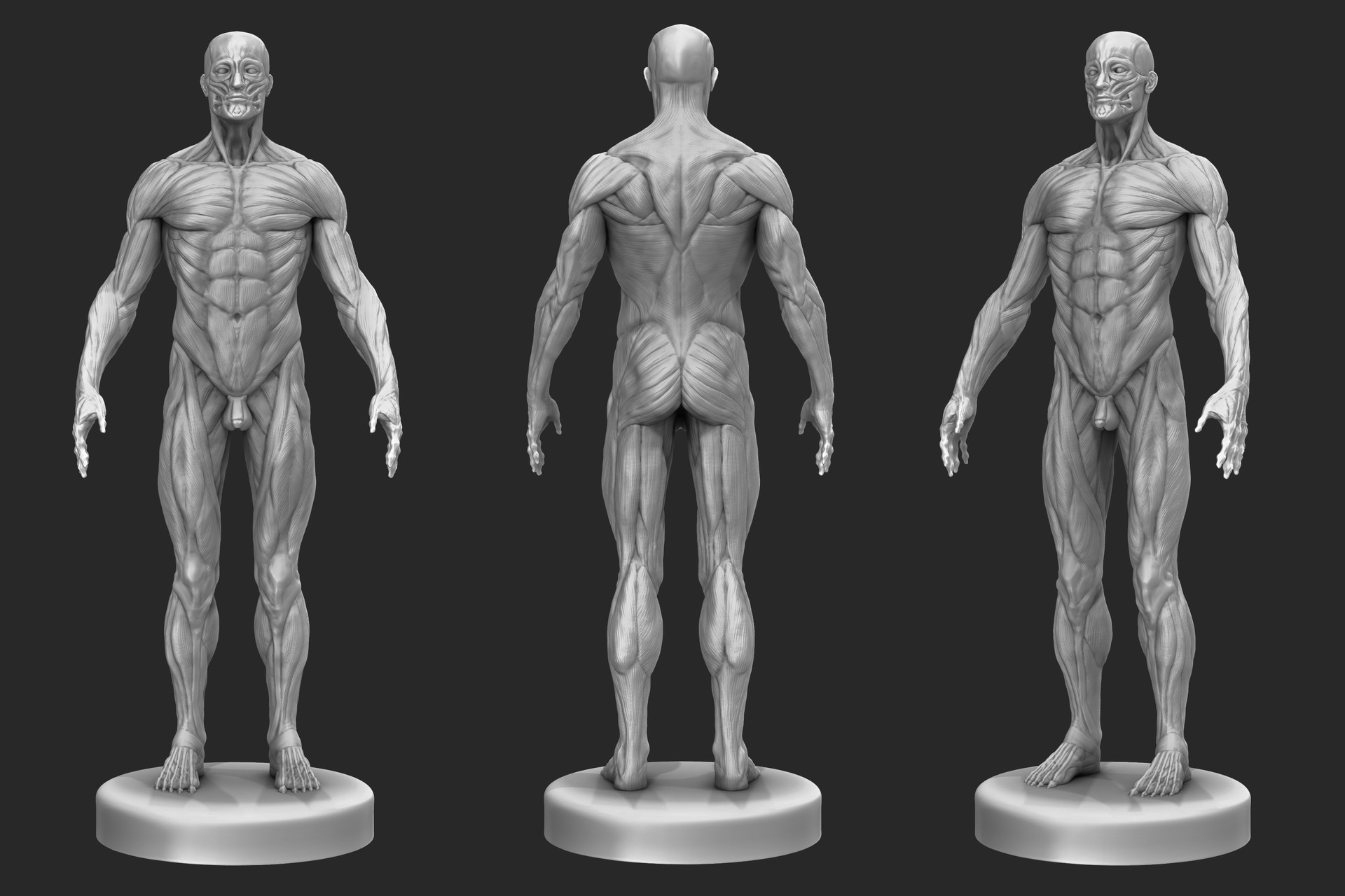 ArtStation - Ecorche Male