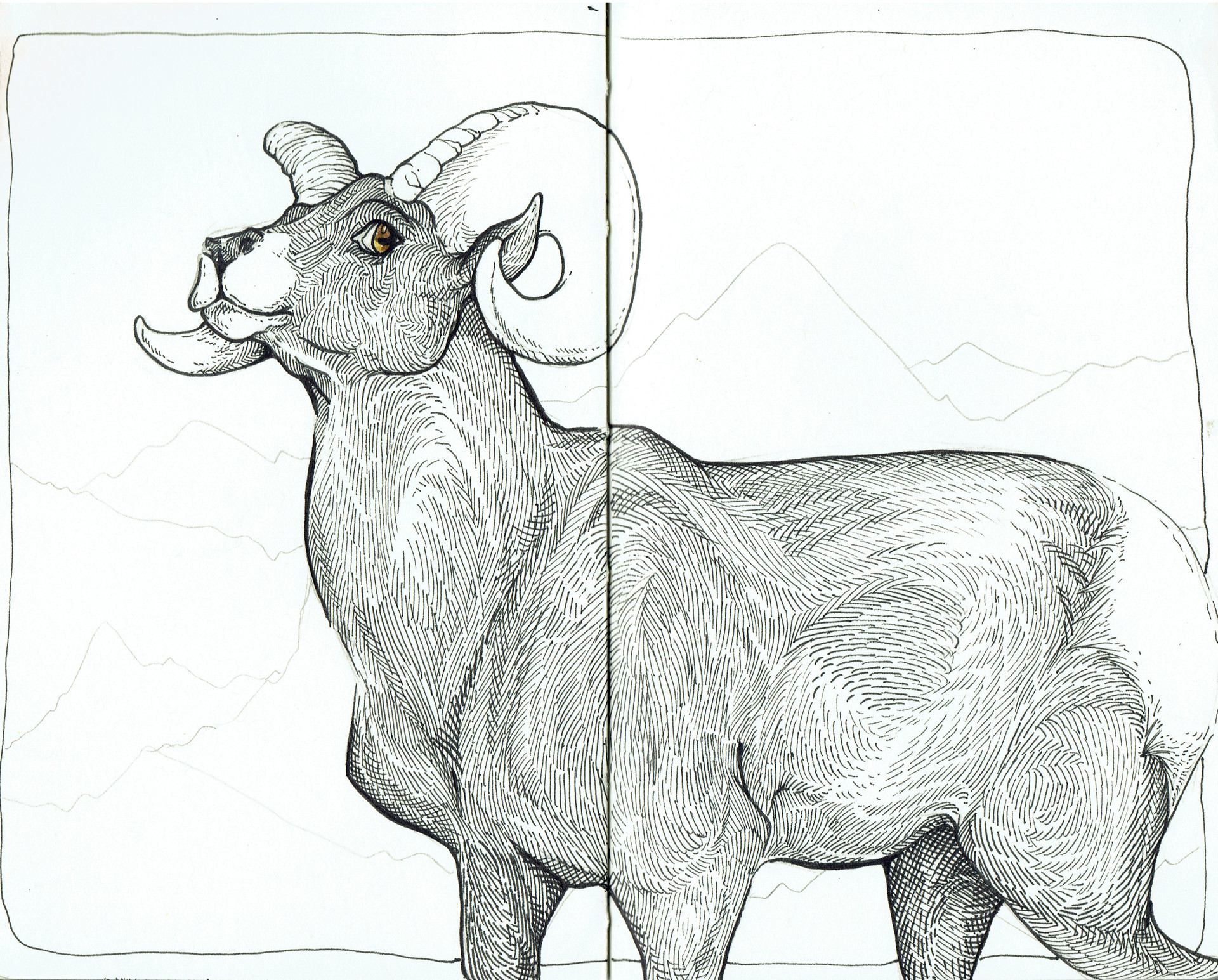 ArtStation - Bighorn Sheep - Pocket Moleskine