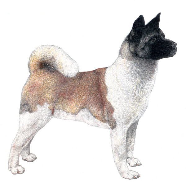 ArtStation - Akita Inu