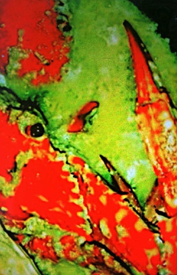 Terry Herbert - Crab Art.