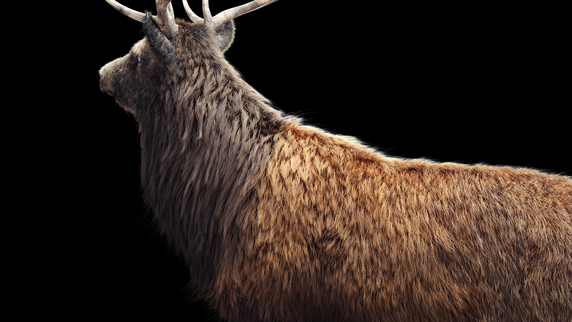 Barış Polat - Stag Fur Similation and Render Test