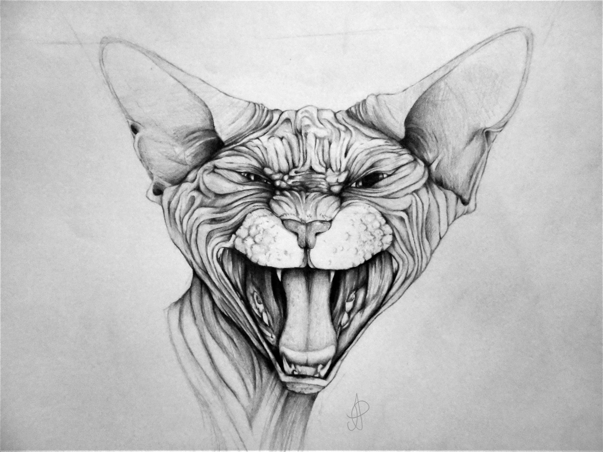 sphynx cat drawing reference