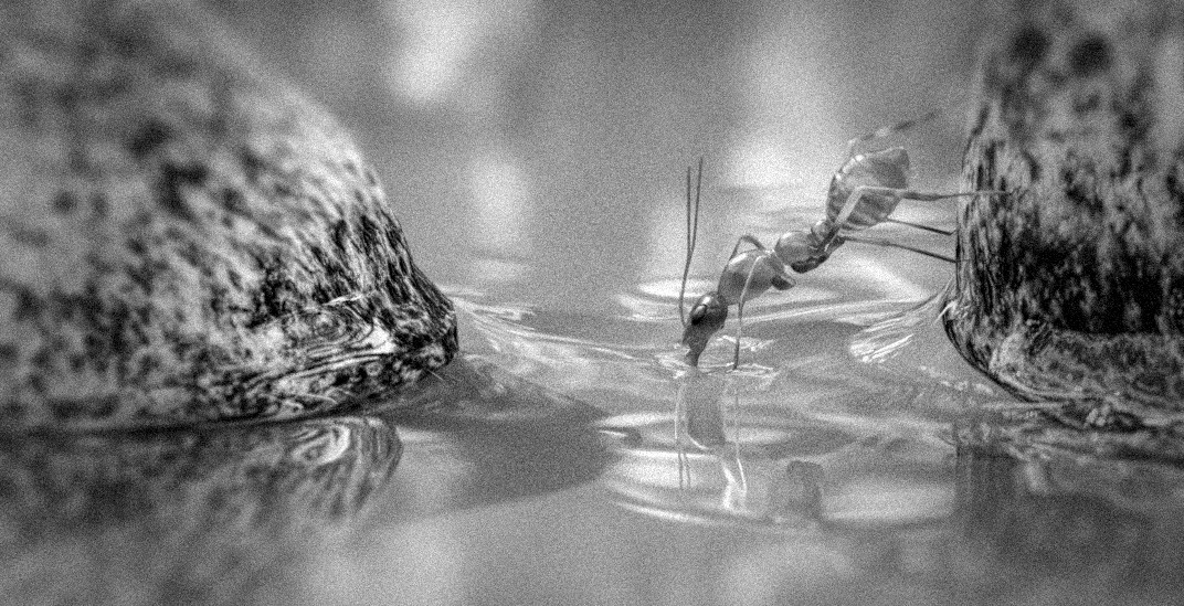 ArtStation - “Only The Lonely” Thirsty Ant