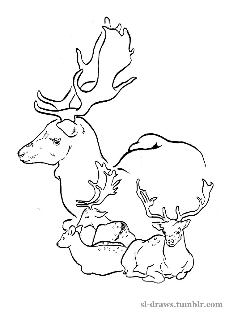 fallow deer colouring