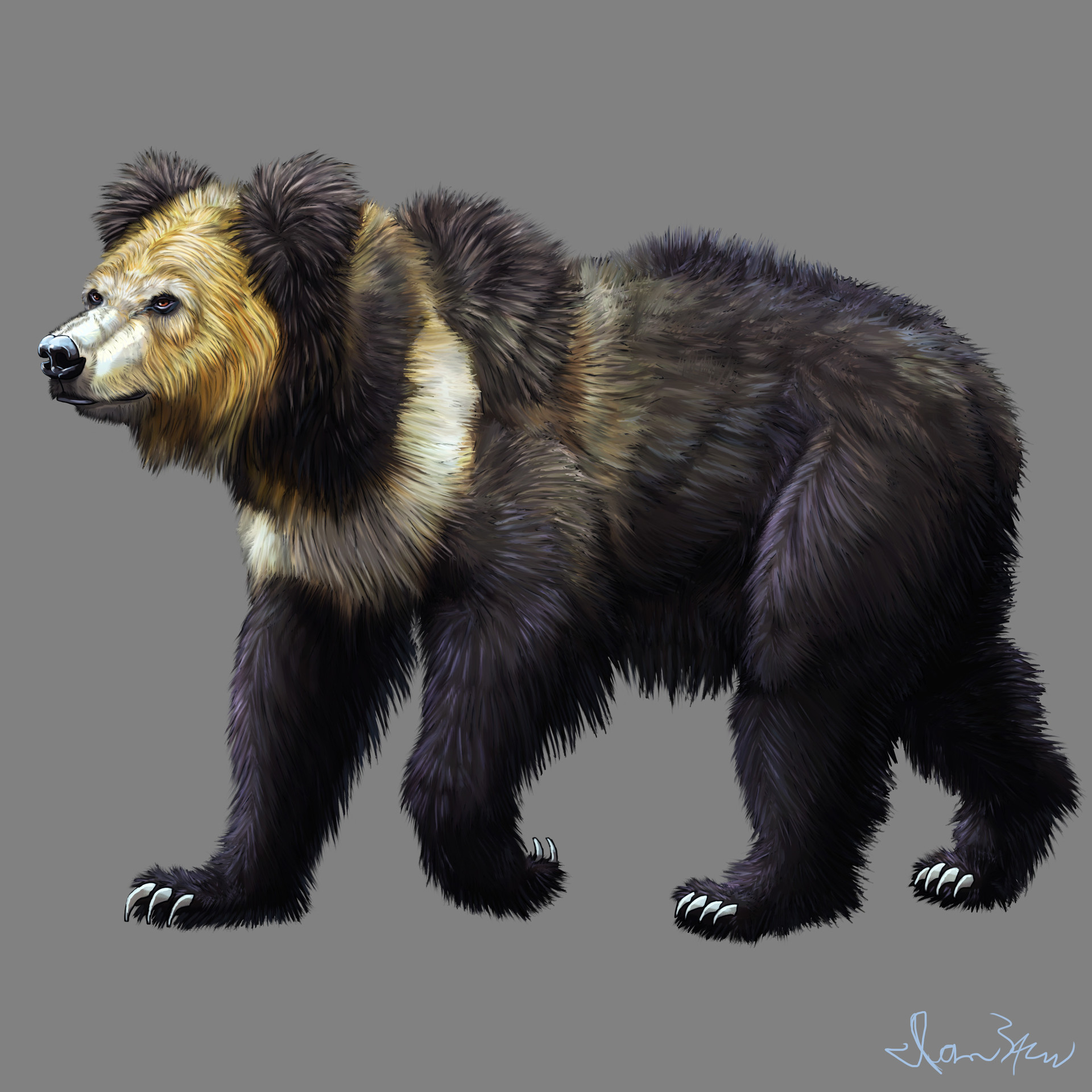 Himalayan Blue Bear