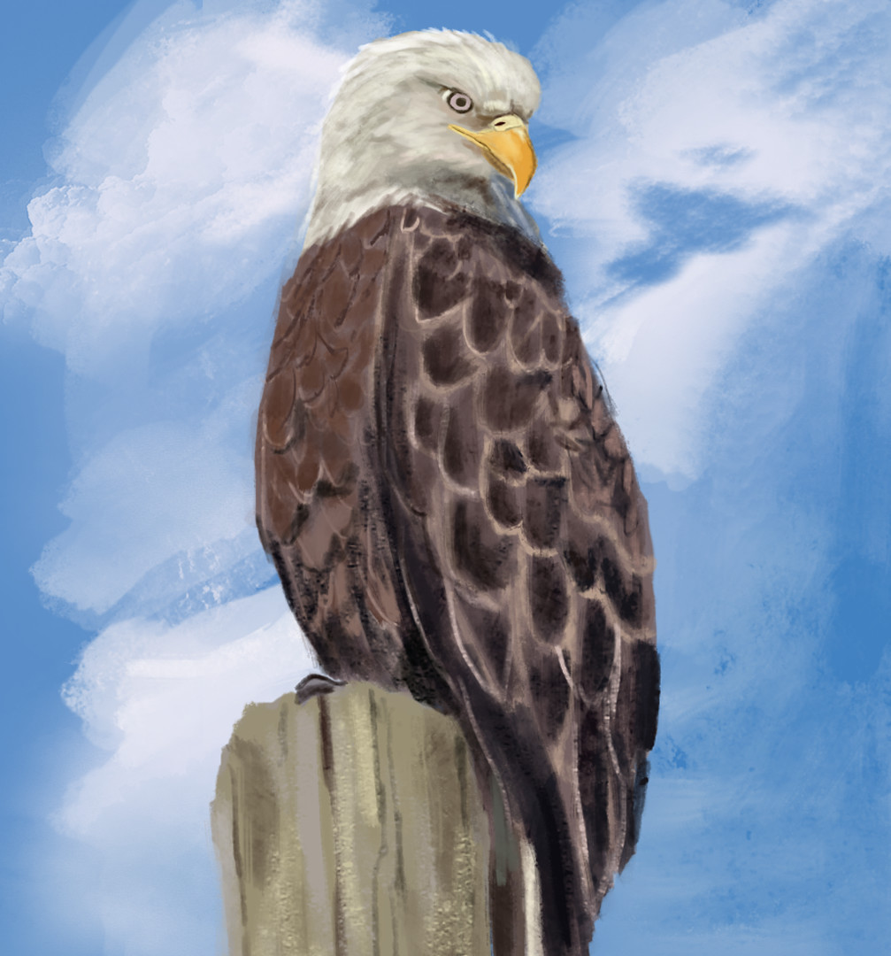 ArtStation - Eagle study