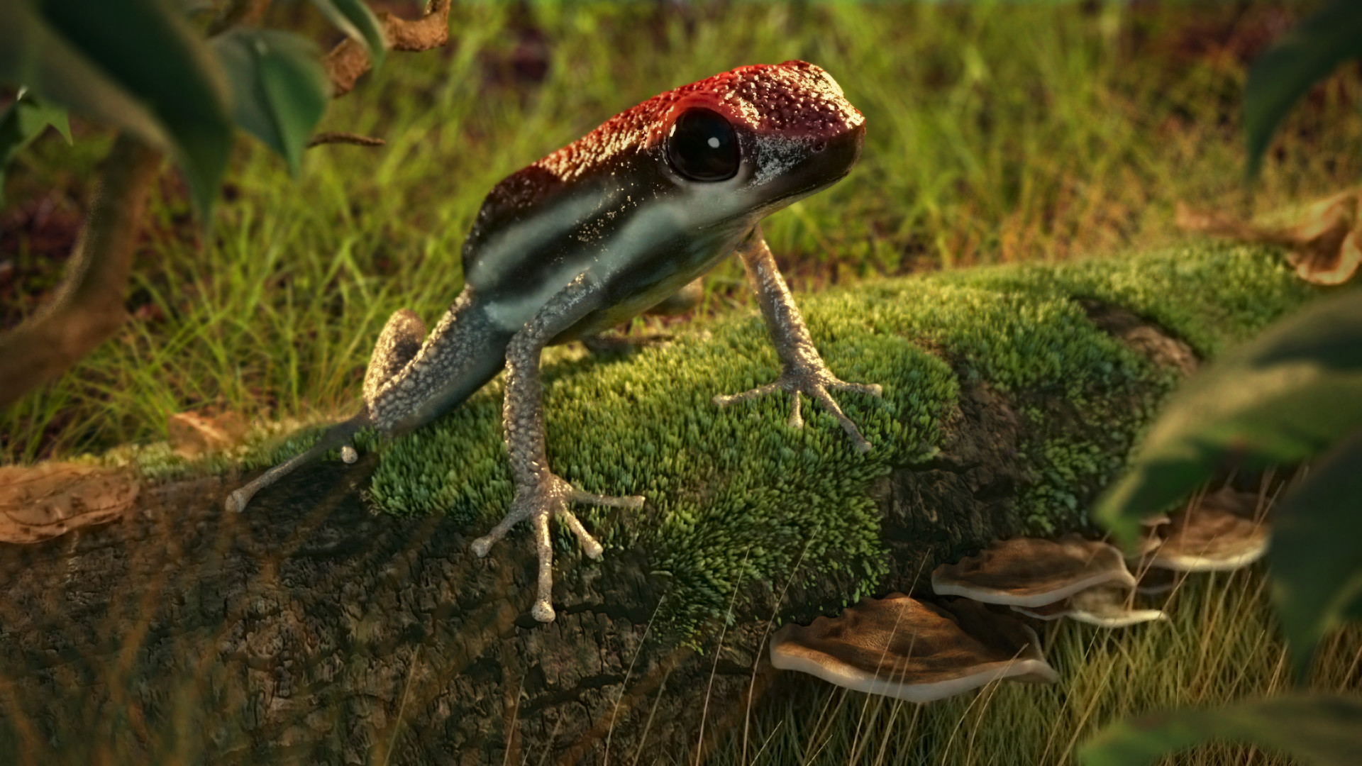 Emilie Gomez - Frog (Dendrobate Ameerega Parvula)