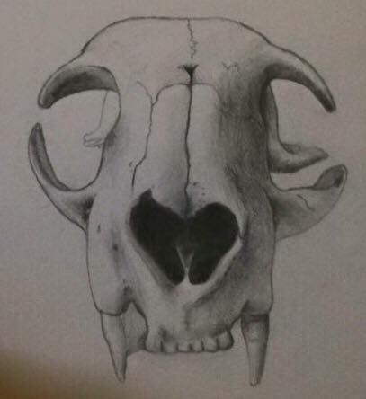 how to draw a animal skull