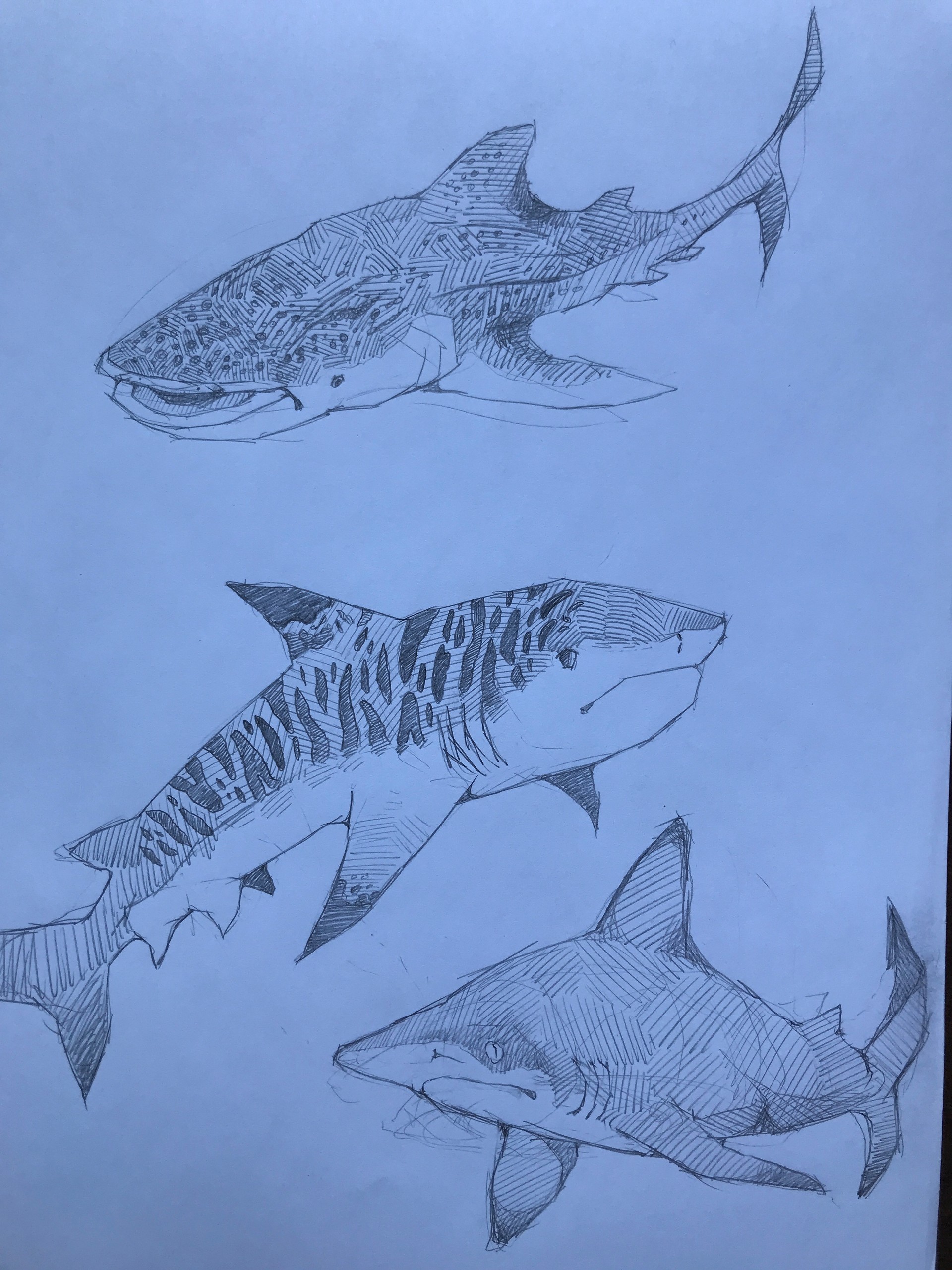 ArtStation - Shark Attack