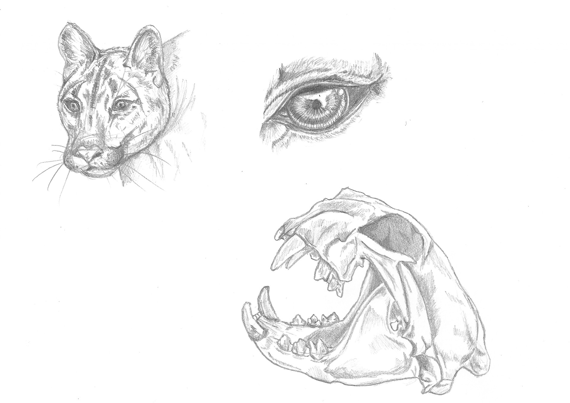 Simone Graf - Sketches