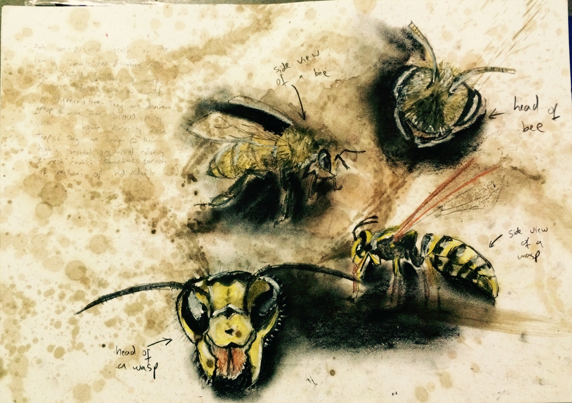 ArtStation - Hornet Studies