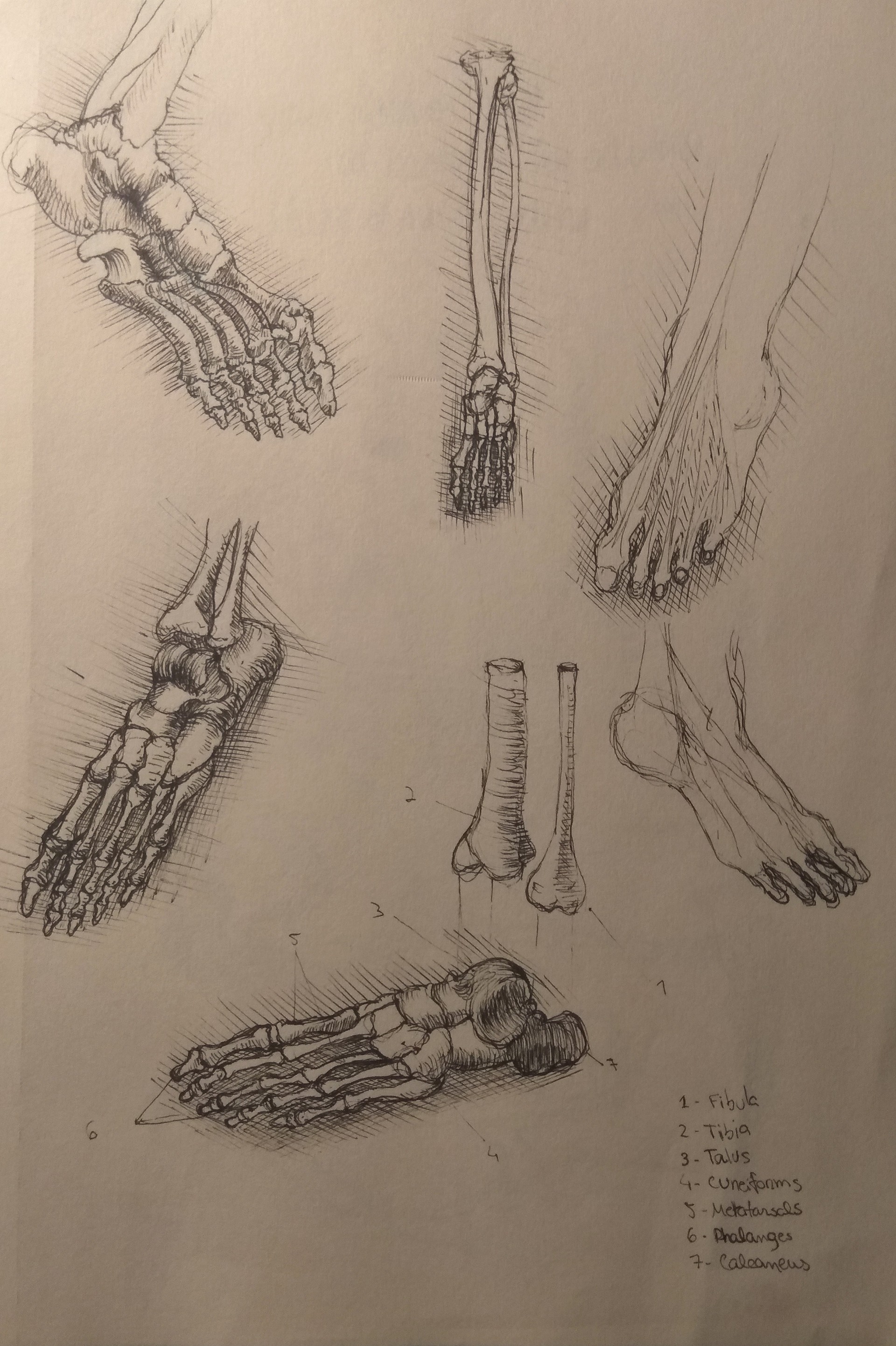 ArtStation - Feet - Anatomy Studies - Da Vinci